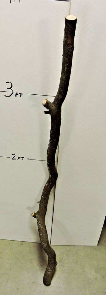 48" Hickory Wood Walking Stick Staff Carving Craft Crooked Handle 1 1/ ...