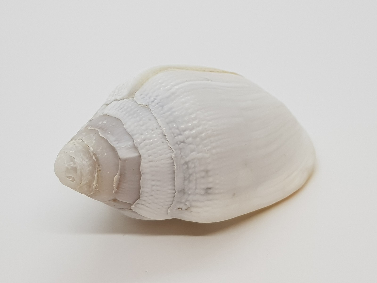 Ellobium aurismidae - Midas E.ar, White Shell Seashells Collectible Sea ...