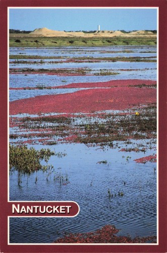 Nantucket Massachusetts Cranberry Bog Fall Harvest Vintage Postcard ...