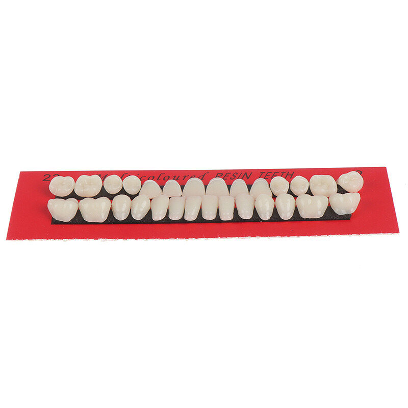 28Pcs Resin Teeth Model Durable Dentures Universal False Teeth Dental ...