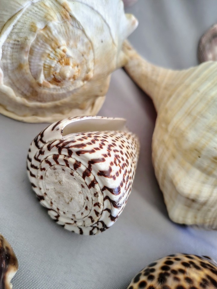 LOT 24 VTG LARGE Sea Shells-Conch, Abalone, Scallop, Cone, Cowrie ...