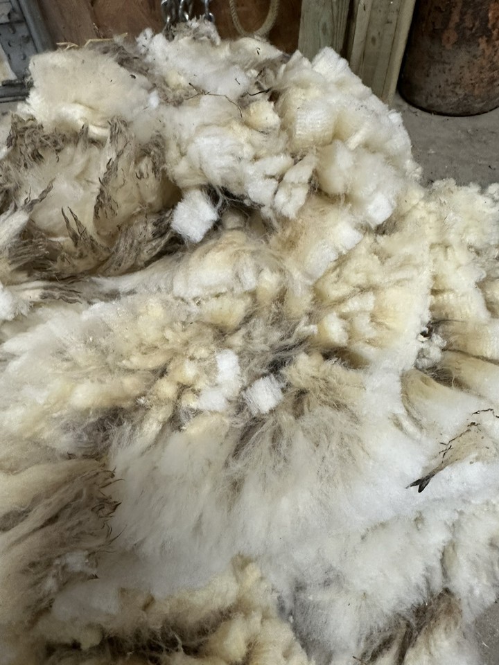 Organic Raw Texel Sheep Wool Locally Sourced Uncleaned Unbleached ...