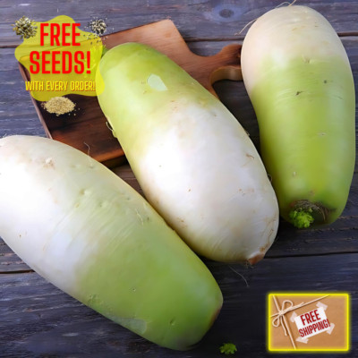 Fresh Korean Radish Seeds | Cheong Du | Heirloom | Non-GMO | Asian ...