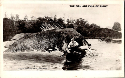 Postcard Fish Are Full Of Fight RPPC Exaggeration Divided Back Unposted ...