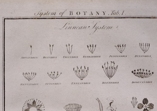 1788 ORIGINAL PRINT BOTANY LINNEAN SYSTEM MONANDRIA SYNGENESIA DIOECIA ...