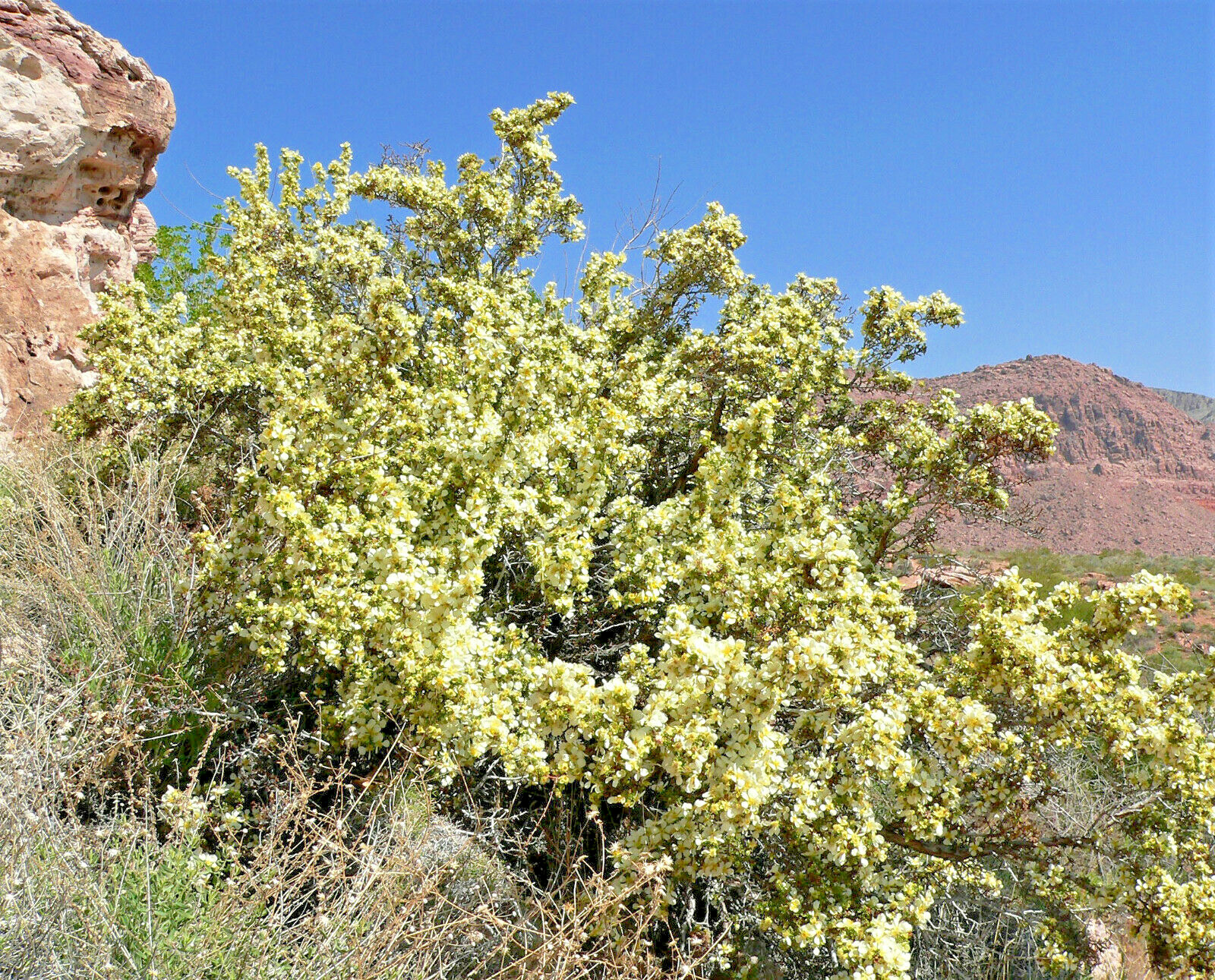 40 STANSBURY CLIFFROSE Purshia Stansburiana Cliff Rose Desert Shrub ...