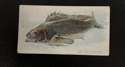 Fish Series Sweet Caporal Blackfish Cigarette Tobacco Trade Card ...