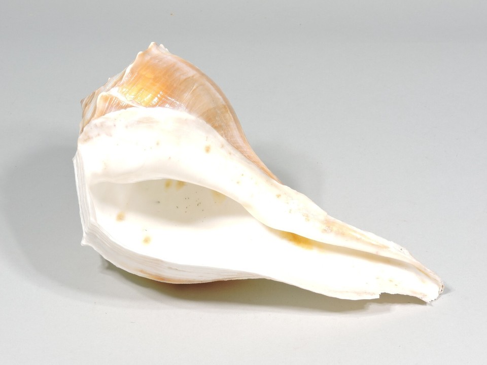 Large 11" Unbleached Lightning Whelk Conch Shell / Seashell | eBay