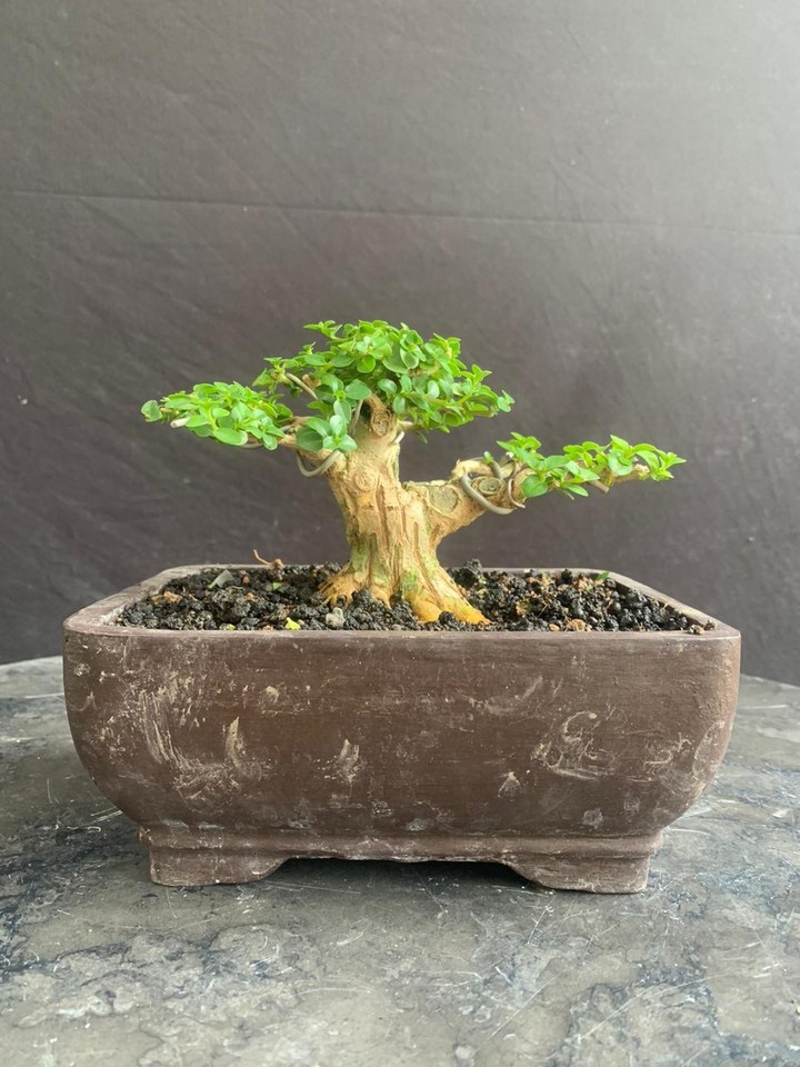 Real Plant Bonsai Sancang Premna Microphylla Bogel Style Old Size Small ...