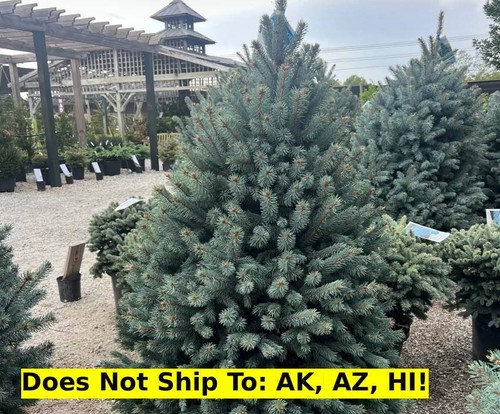 Baby Blue Spruce Tree in 1Gal Pot Outdoor Evergreen Tree Deer Resistant ...