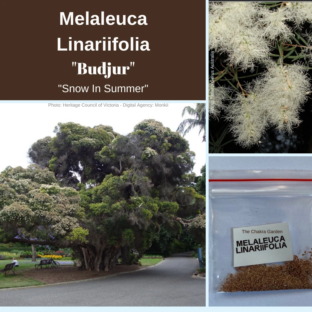 Melaleuca Linariifolia