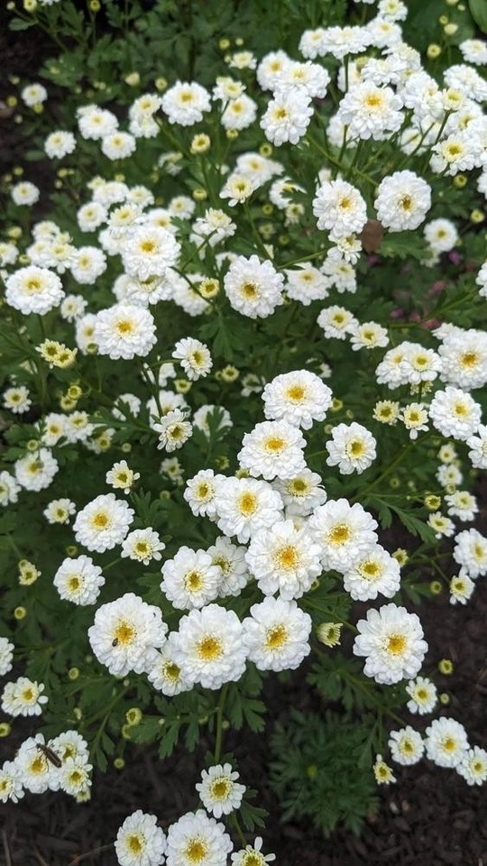 Feverfew Tanacetum Parthenium, White Wonder Growing in a 9cm Pot | eBay UK