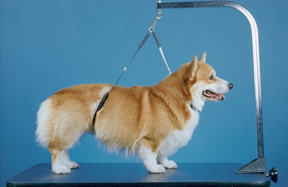 PROGUARD NO SIT LIE DOWN Heavy Duty Dog Grooming Cable Loop RESTRAINT ...