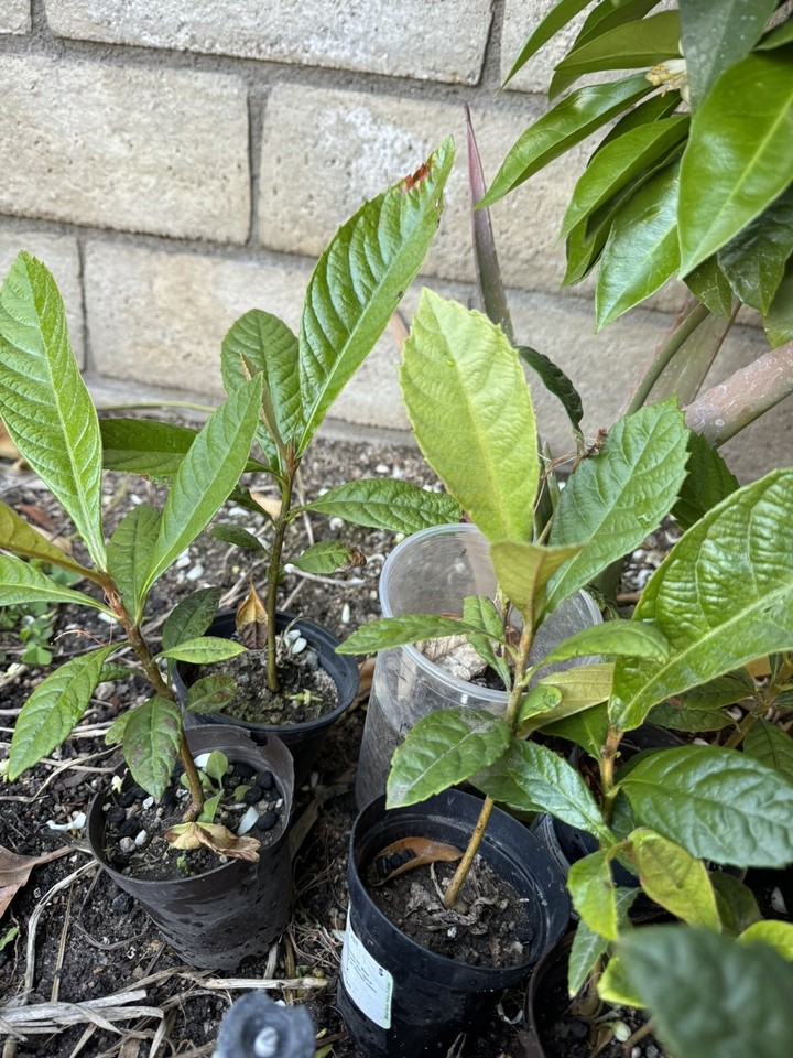 1 LOQUAT Tree from Seeds ORGANIC -NO POT- 6”+ FREE SHIPPING Ready To ...