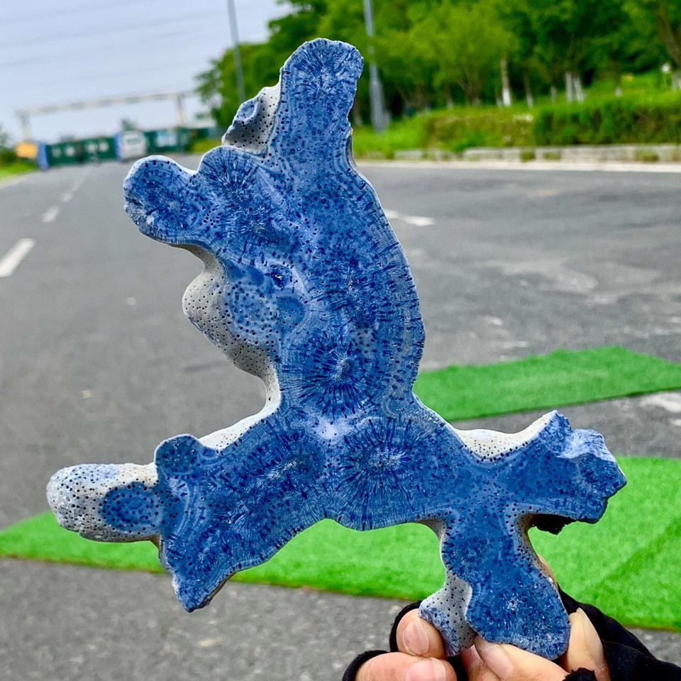 284G Natural Blue Coral Reef Cluster Marine Mineral Crystal Specimen | eBay