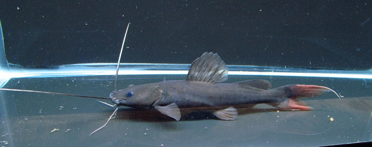 1 Pack - 3" - 4" Asian Redtail Catfish Live Freshwater Aquarium Tank ...