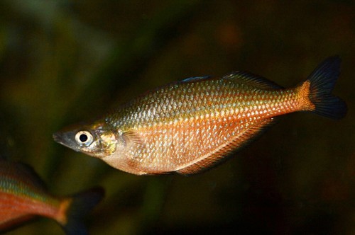 Sentani Rainbowfish x3 UNSEXED FRY USA BRED CRITICALLY ENDANGERED FISH ...