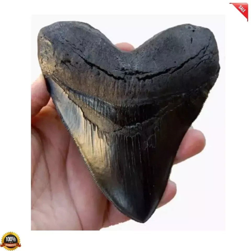5.5 Inch Megalodon (Carcharodon Megalodon) Tooth, Black with Serrations ( ) #126 | eBay