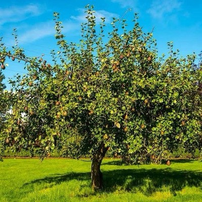 Kieffer Pear Tree 2-3 Ft Tall Now Live Pear Tree Ready To Plant Now | eBay
