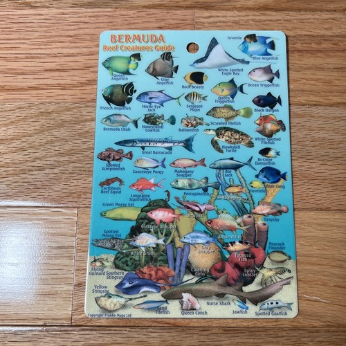 Franko Maps Bermuda Reef Creature Guide 4 X 6 Inch 819420004068| eBay