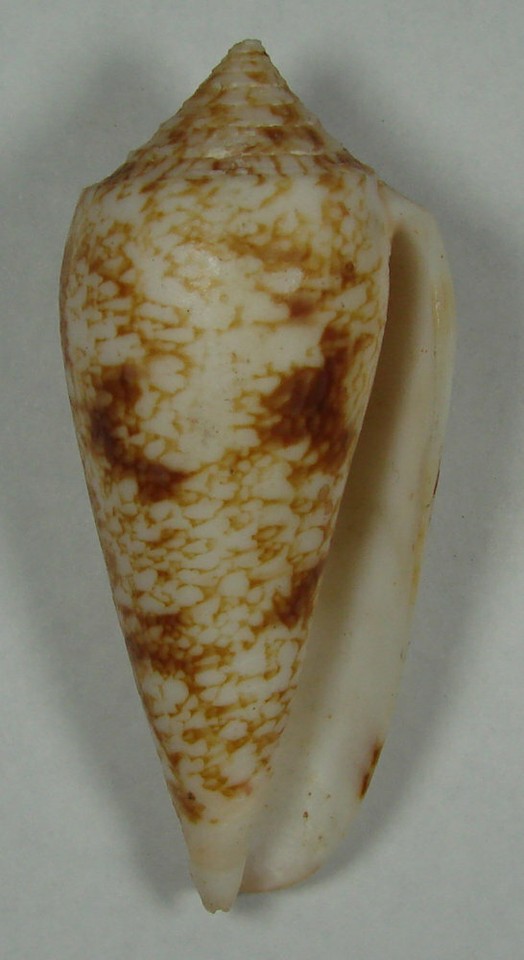CONUS NEPTUNUS 63.43mm BEAUTIFUL SPECIMEN Balicasag Is., Bohol ...