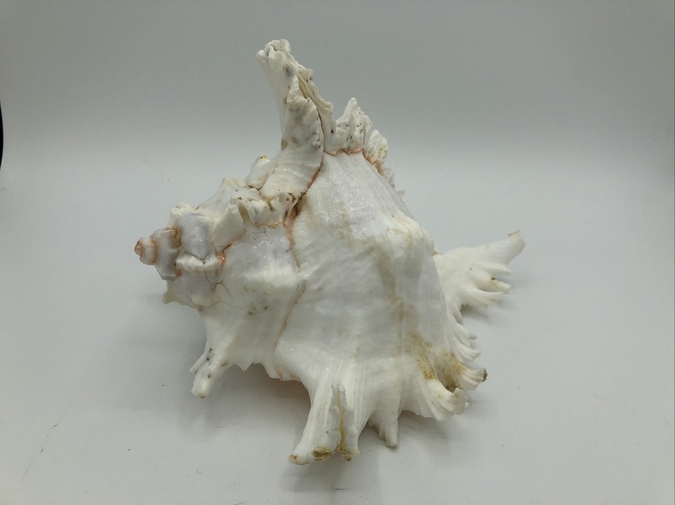 Horned Conch Shell White 7” Seashell Sea Shell Beach Nautical Horns ...