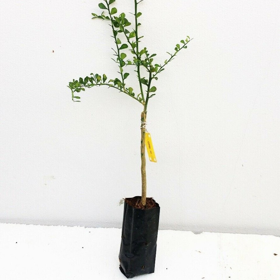 Australian Finger Lime Grafted Plant Purple Bliss Caviar Lime Tree Tall ...