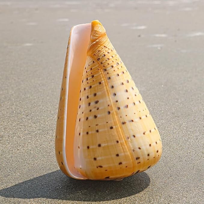Large Conus Betulinus Conidae Seashell Rare Real Conch Beach Home Decor ...