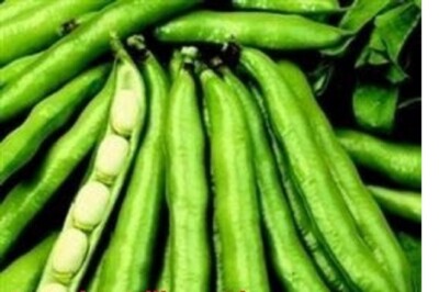 20 x Broad Bean plug plants choice of varieties pre order | eBay UK