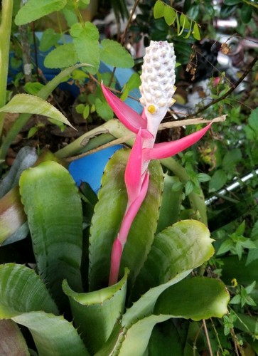 BROMELIAD Aechmea TRIANGULARIS- Rarely Offered- Sun Loving Offset Pup ...