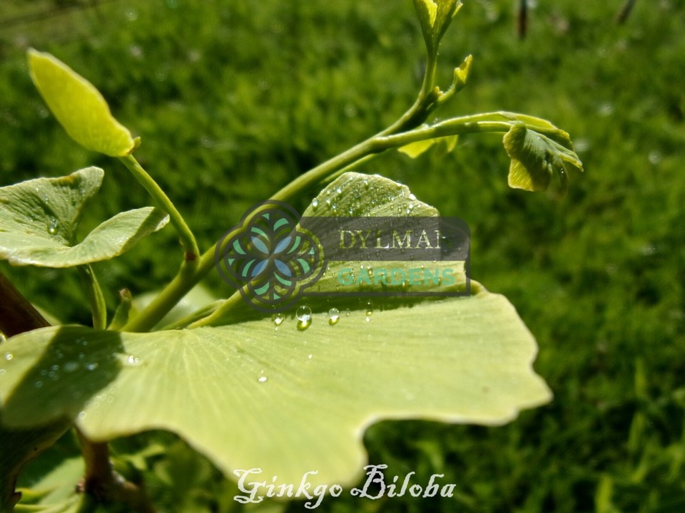 Ginkgo Biloba Tree - Maidenhair Tree - Living Fossil Tree - Multiple ...