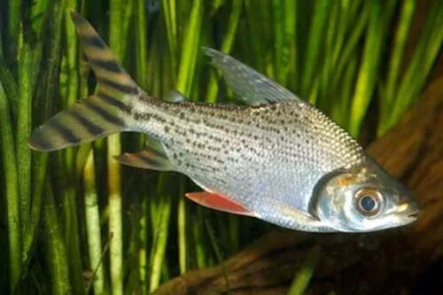 Red Flagtail Prochilodus 3"-4" Strikingly Beautiful Live Fish | eBay
