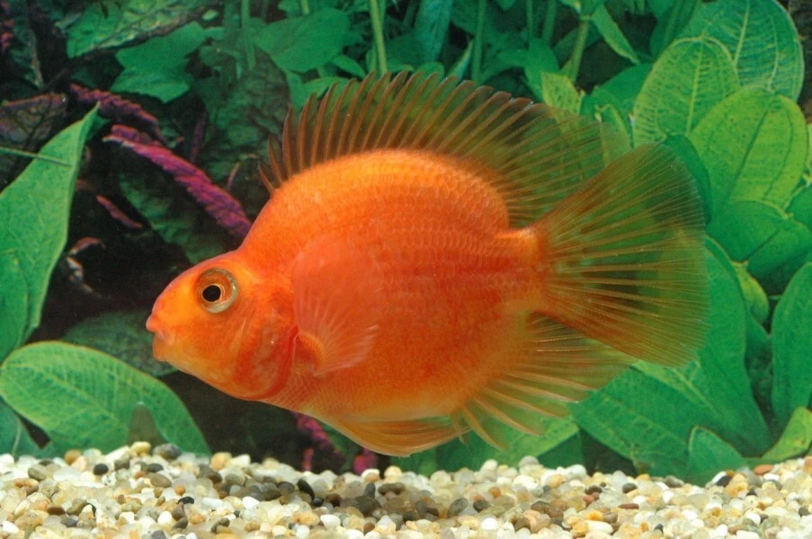 Baby Red Parrot Fish