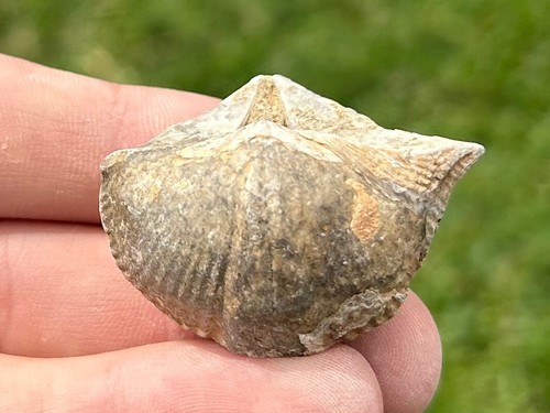 Germany Fossil Brachiopod Spinocyrtia luettei Devonian Age Rodert ...