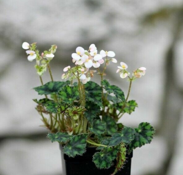 BEGONIA BOWERI MINI~MIni Begonia ~EYE LASH BEGONIA * Indoor~1 cutting ...