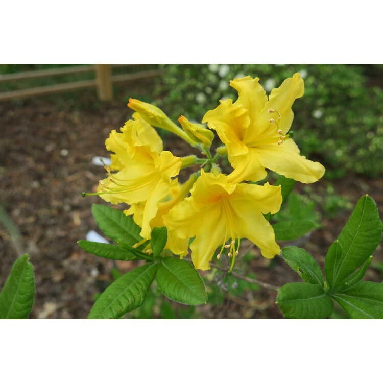 LEMONADE~~Aromi Azalea Rhododendron Deciduous SMALL Starter Plant~ | eBay
