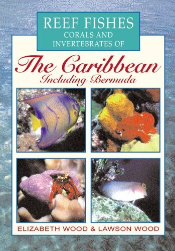 Reef Fishes Corals and Invertebrates of the Caribbean : A Diver's Guide ...