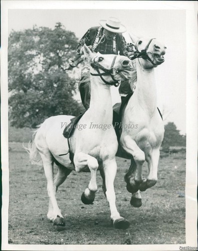1952 Photo Peter Munt Rehearses Roman Riding Act For Rodeo In England ...