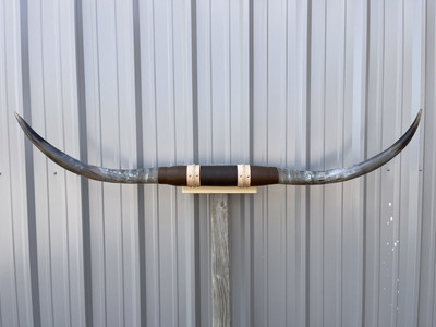 MOUNTED STEER HORNS 6 feet 1 1/2” LONGHORN POLISHED MOUNT BULL COW | eBay