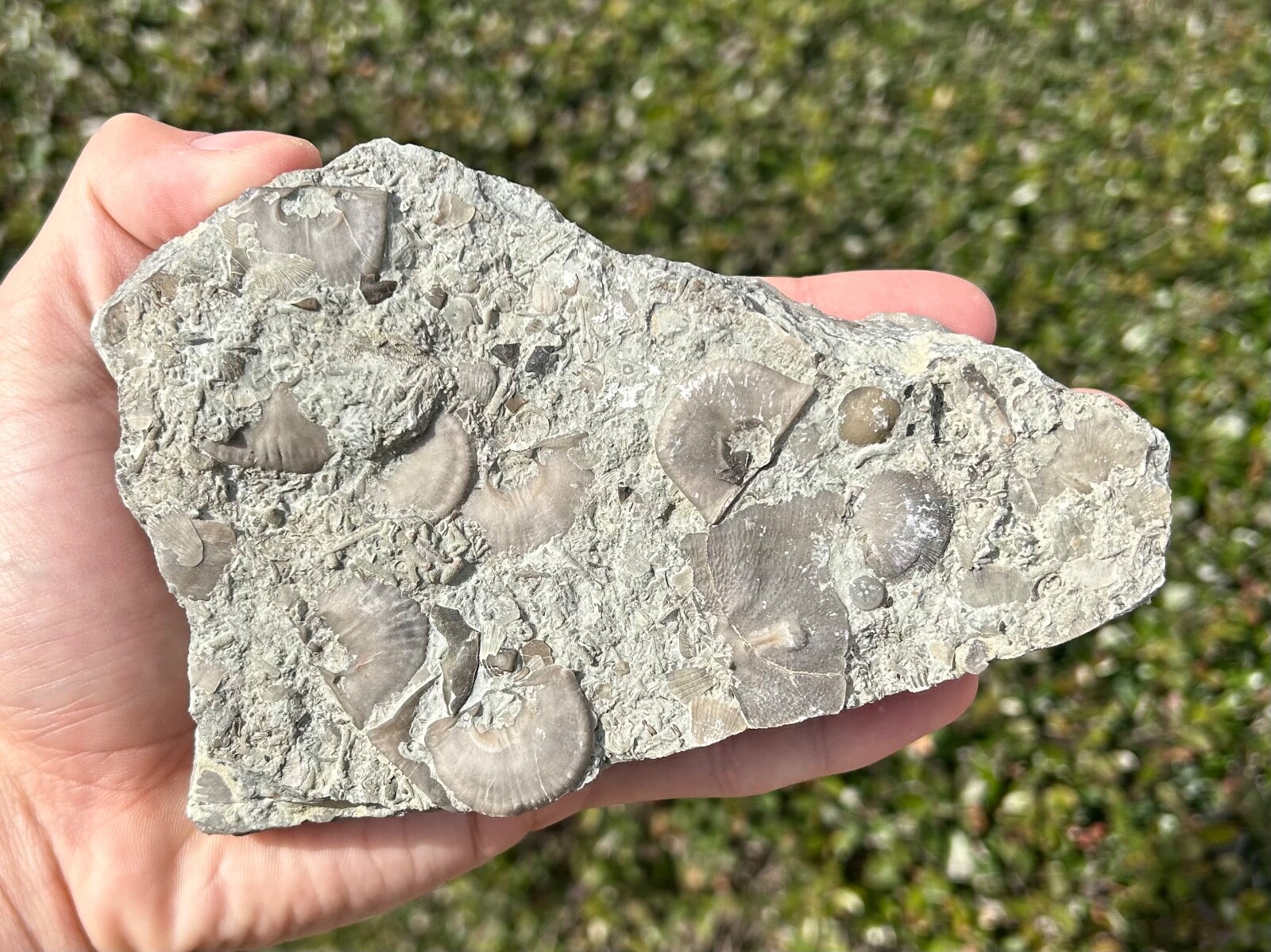 BIG Fossil Brachiopods & Other Fossils Multi Plate 5.35” Indiana ...