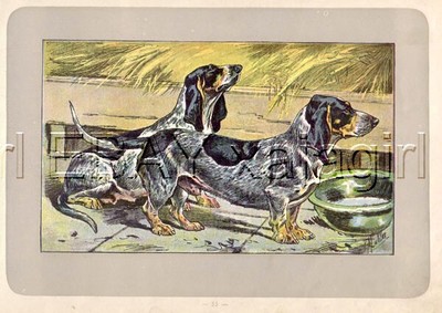 DOG Blue Gascony Basset Hound, Rare Antique 100-Year-Old French Dog ...
