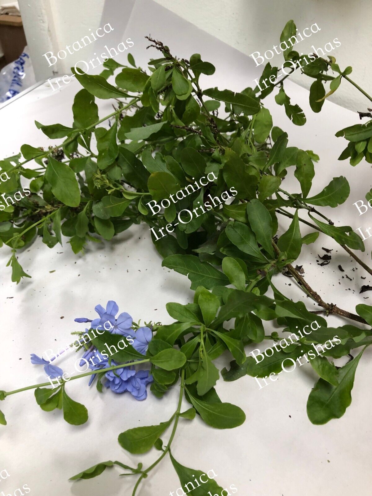 EWE Ven a mi EMBELESO PLANTA HIERBA religion yoruba ifa africana ...