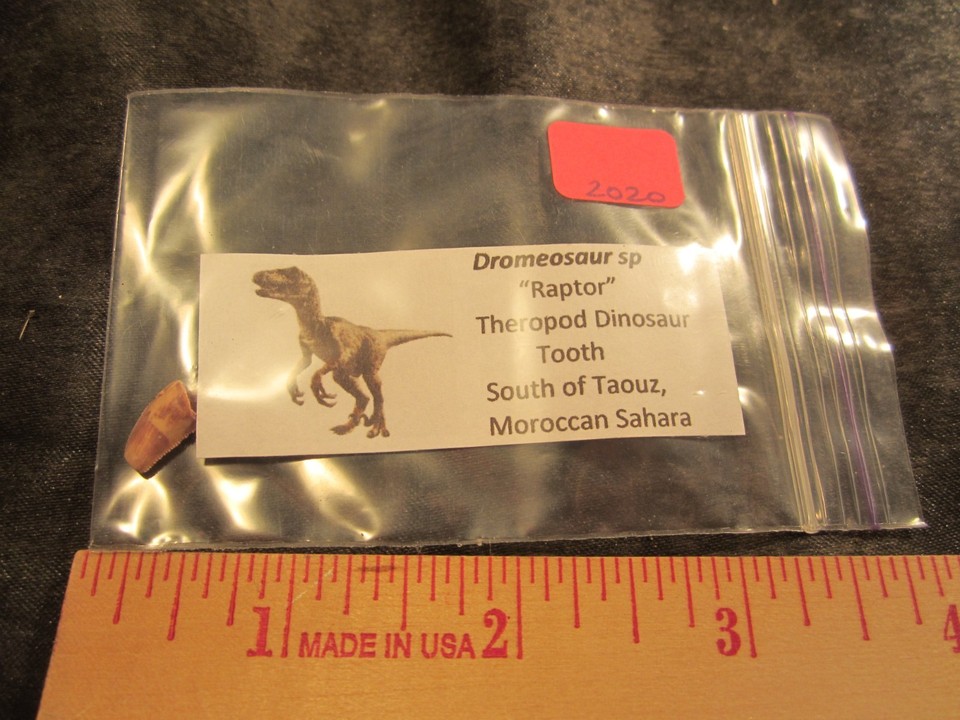 Dinosaur Dromeosaur Raptor Tooth from the Moroccan Sahara Desert | eBay