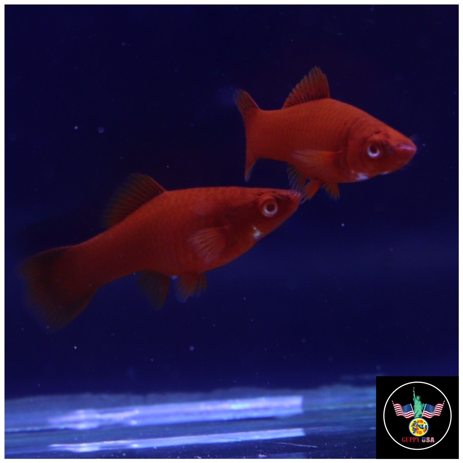 - 1 Pair - Red-Eye Red Swordtail! Top Grade A+++ Swordfish Fish! - | eBay