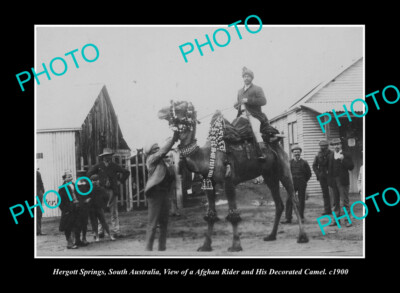 OLD LARGE HISTORIC PHOTO HERGOTT SPRINGS SOUTH AUSTRALIA AFGHAN CAMEL ...