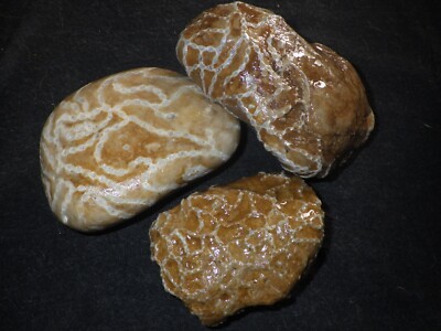 Chain Coral Halysites 1 lb 7.0 oz | eBay