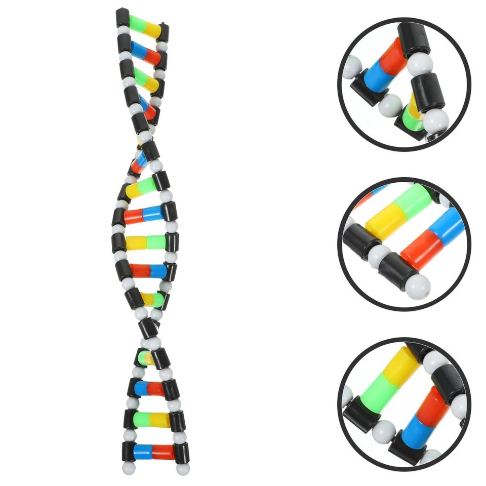 Dna Model for Teaching Kit Double Helix Build Structure Kits School ...
