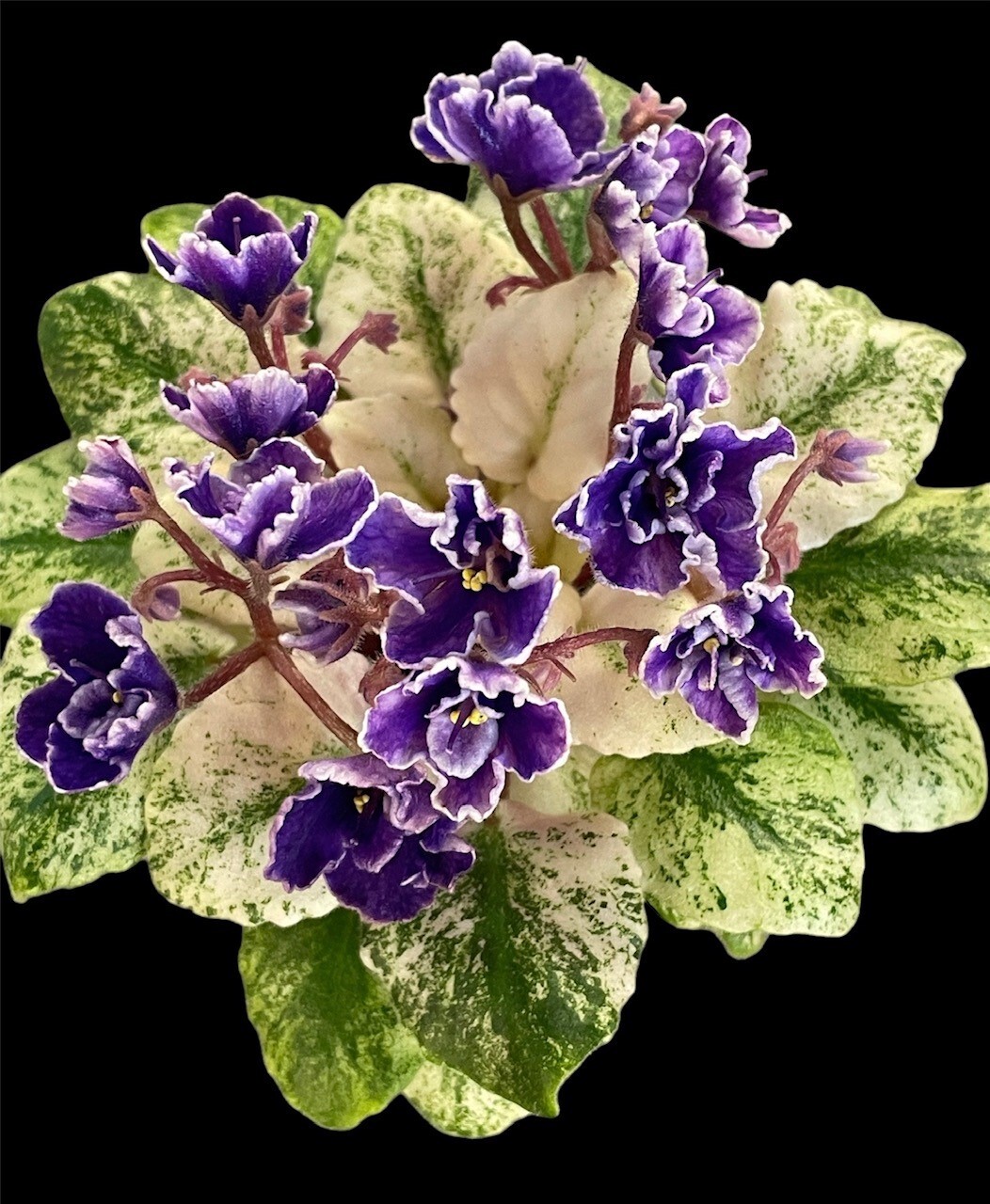 African Violet Leaves (2) LE-Sinie Ldinki (M); Beautiful Crown ...