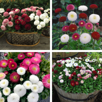 T&M Bellis Bellisima Mixed Garden Flowers Hardy Perennial Garden Ready ...