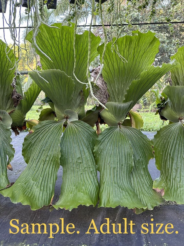 ESTABLISHED Staghorn Fern Platycerium elephantotis (African species ...